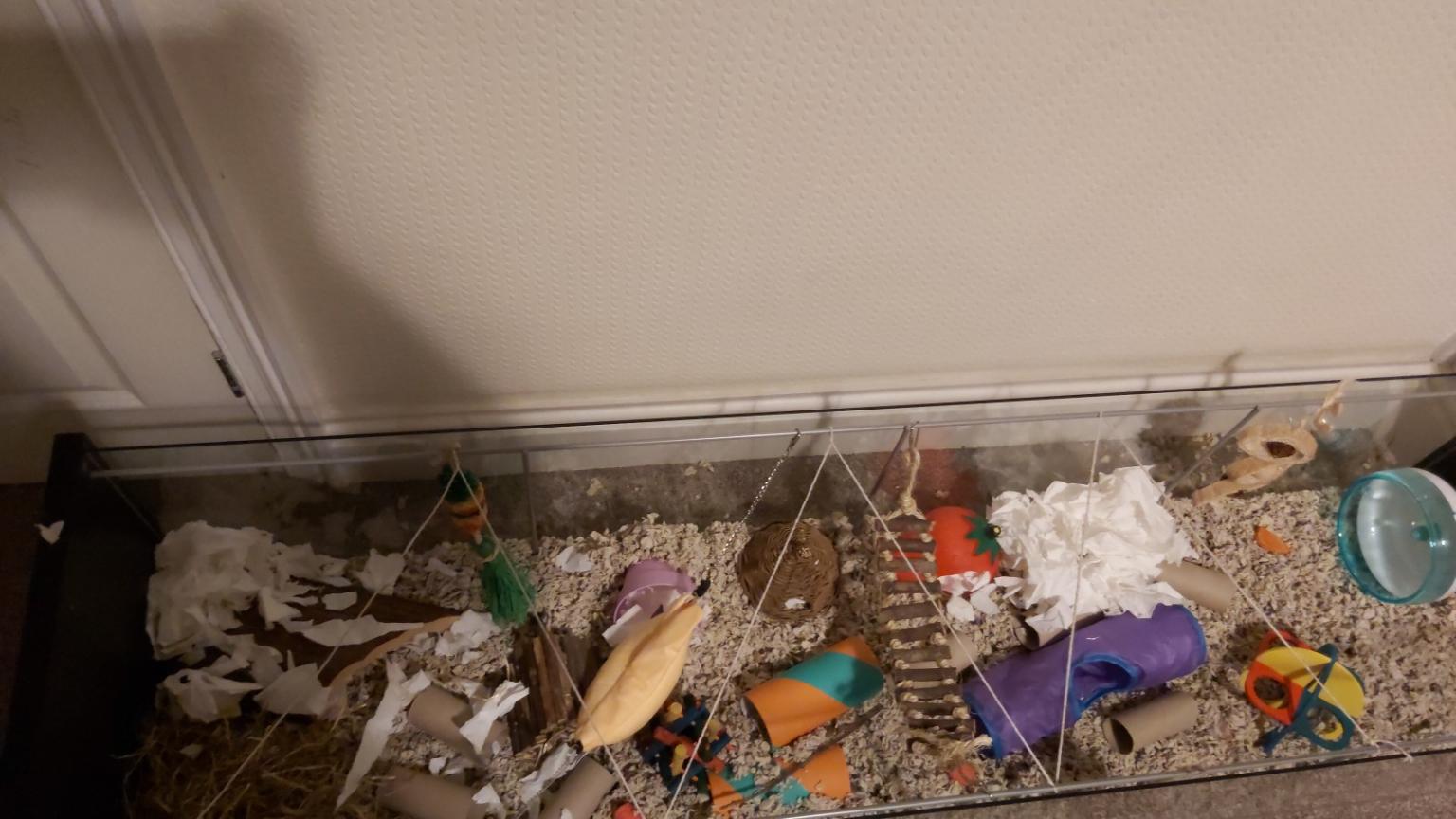 8 pet mice,fancy mice mostly show mice! in WF14 Kirklees für 40,00 ...