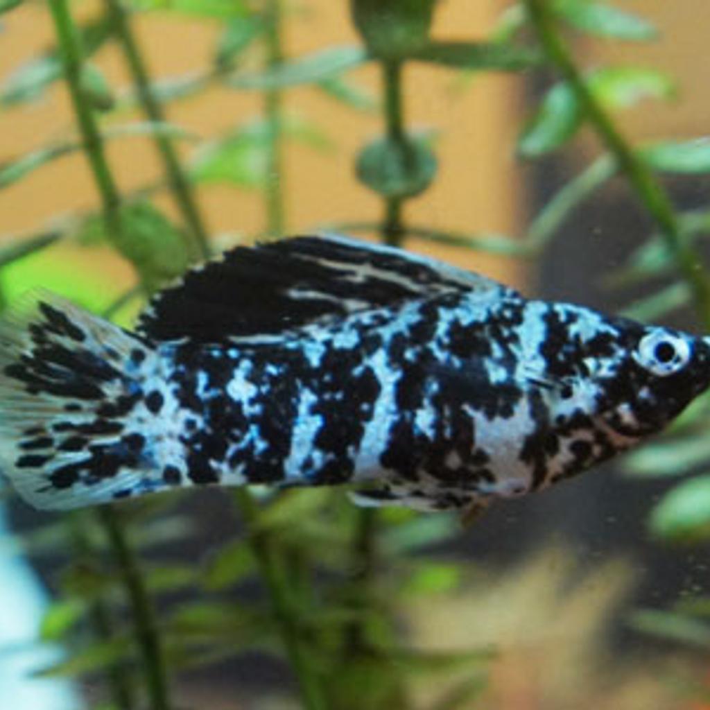 black marble Dalmatian baby mollies in N3 Barnet für 10,00 £ zum ...