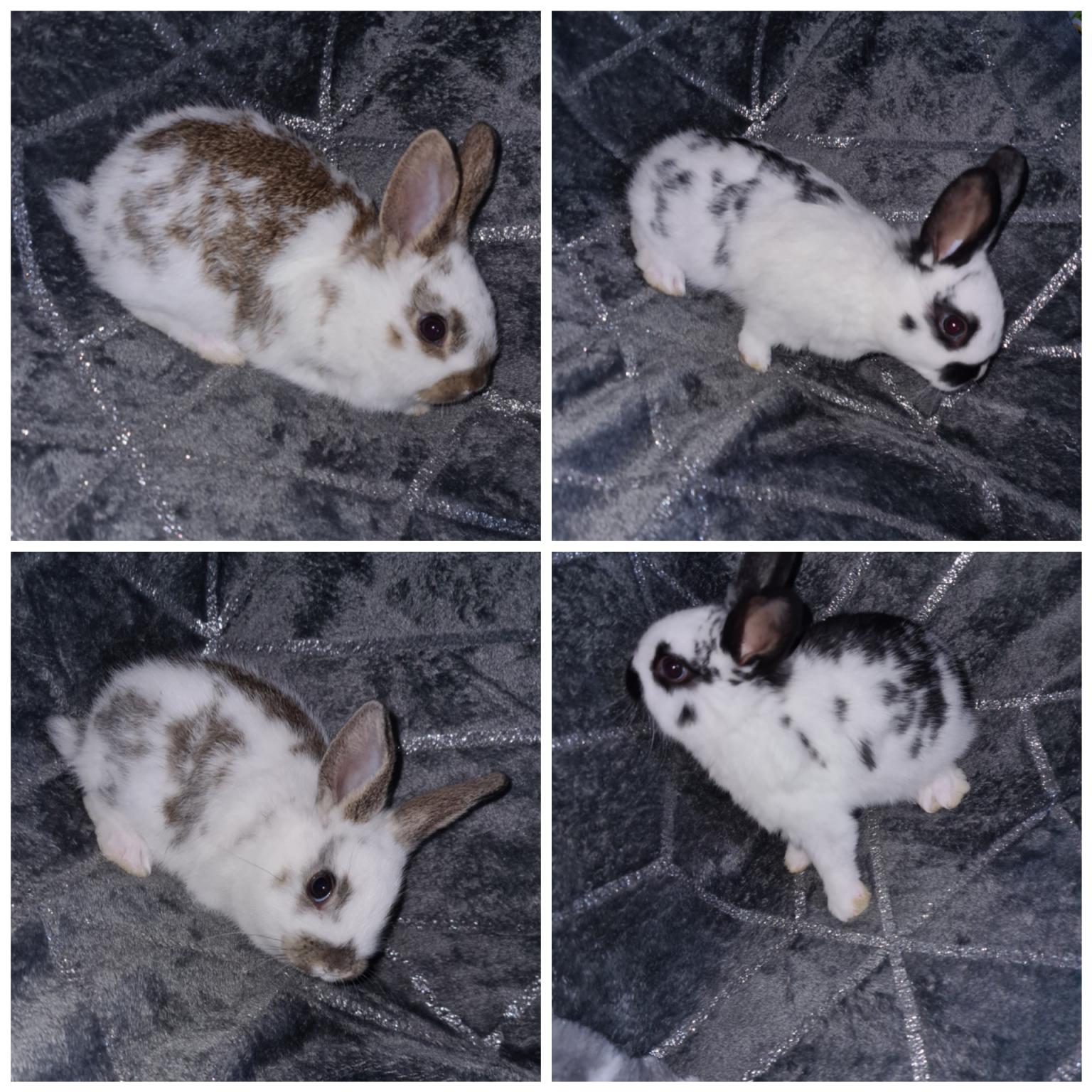 4 baby rabbits in B63 Dudley für 25,00 £ zum Verkauf | Shpock DE