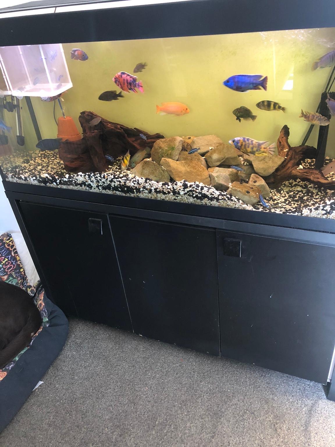 Fluval 240 fish tank in Barnsley für 120,00 £ zum Verkauf | Shpock DE