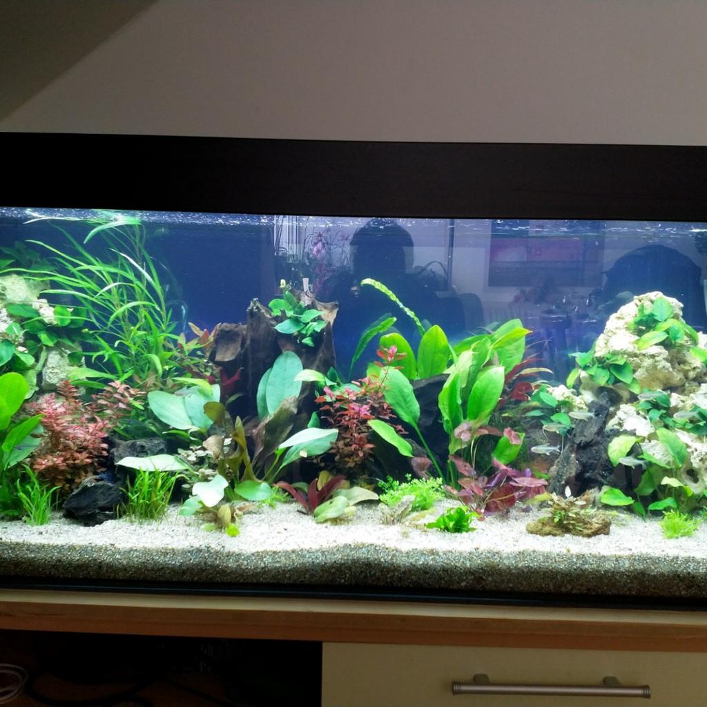 Aquarium 240 Liter in 82538 Geretsried für 150,00 € zum Verkauf | Shpock DE