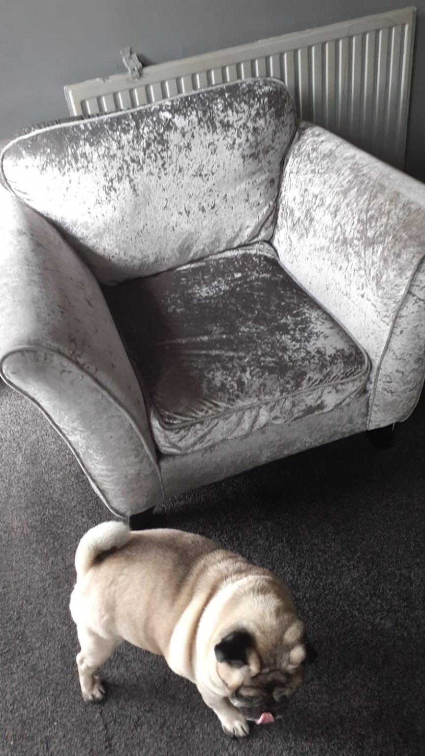 crushed velvet sofa and chair in DY2 Dudley für gratis zum Verkauf ...