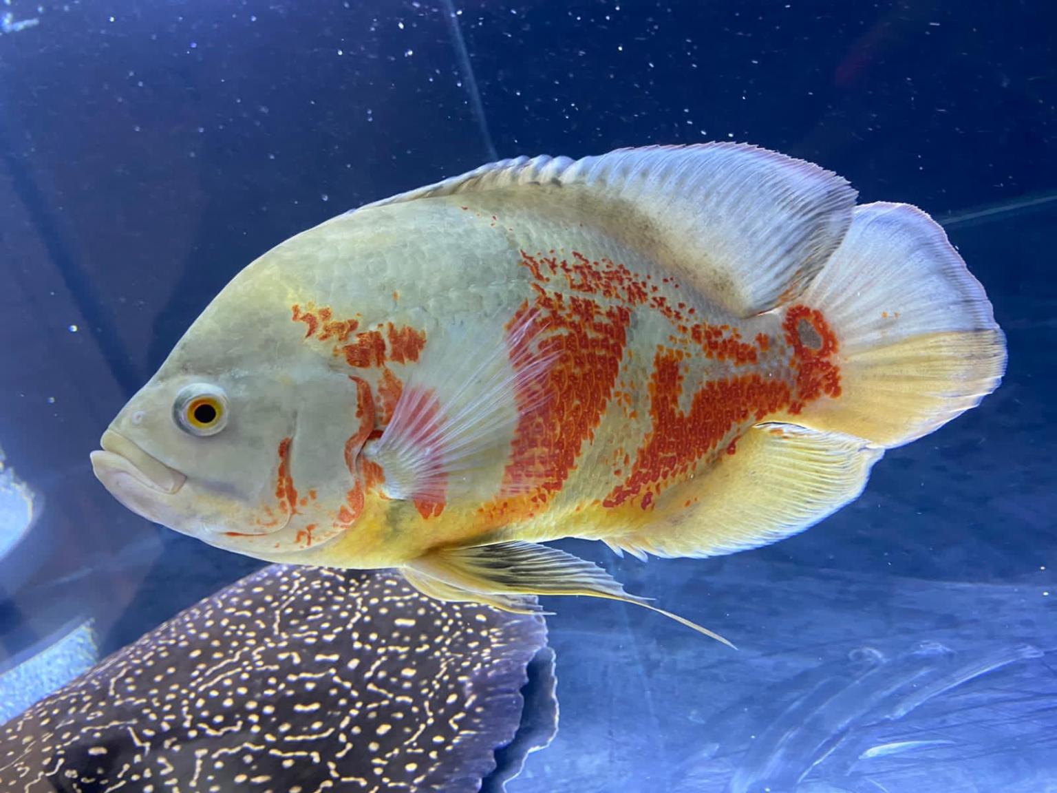 Albino tiger Oscar fish in Redditch for £30.00 for sale | Shpock