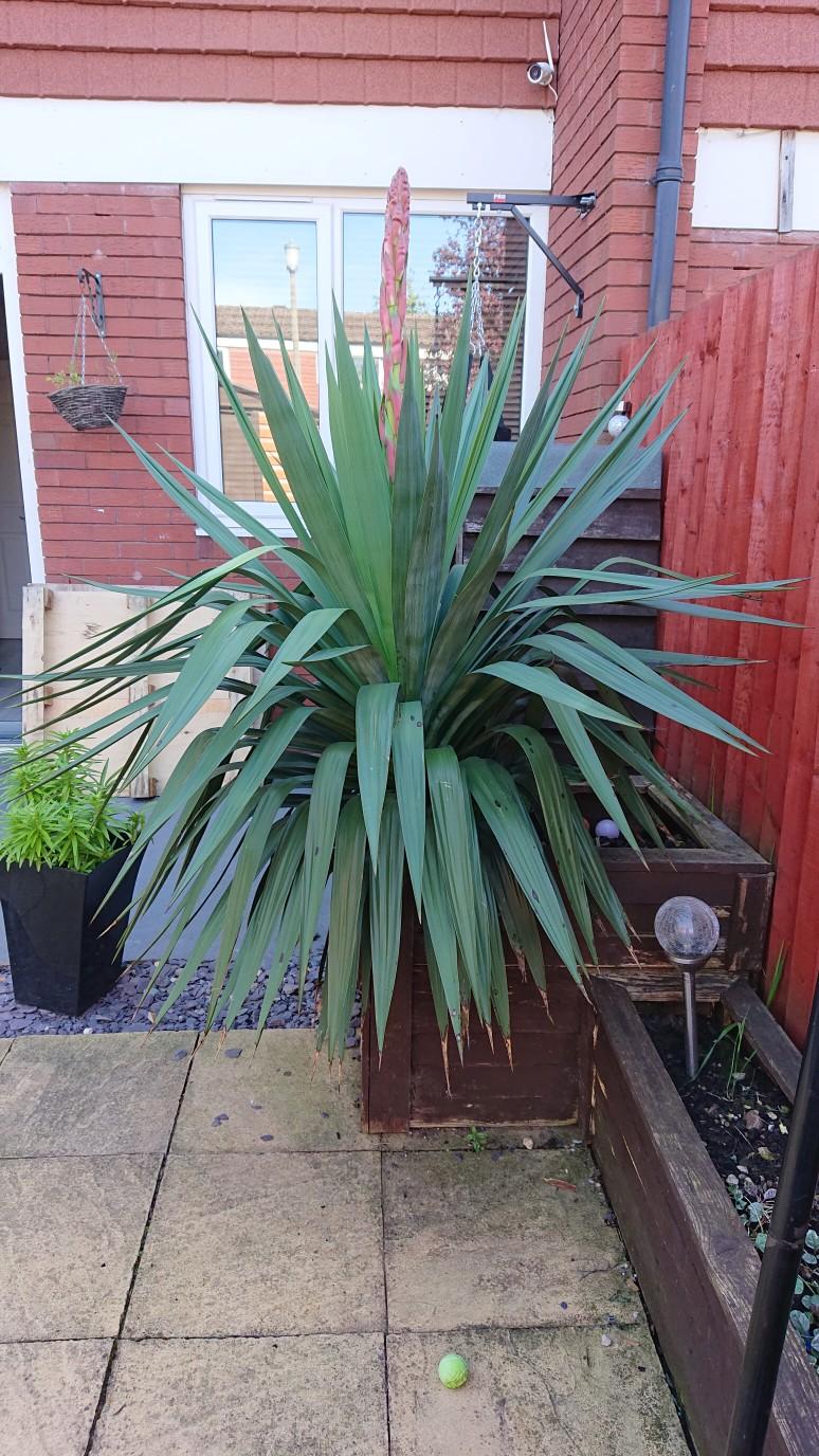 garden plant palm tree in B98 Redditch für 12,34 £ zum Verkauf | Shpock DE