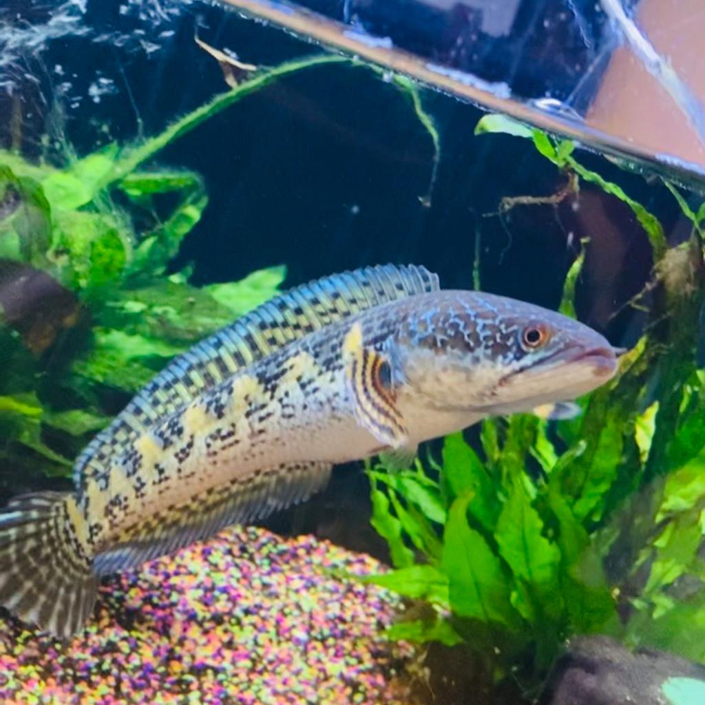 Golden cobra snakehead in Walsall für £ 60,00 zum Verkauf | Shpock AT