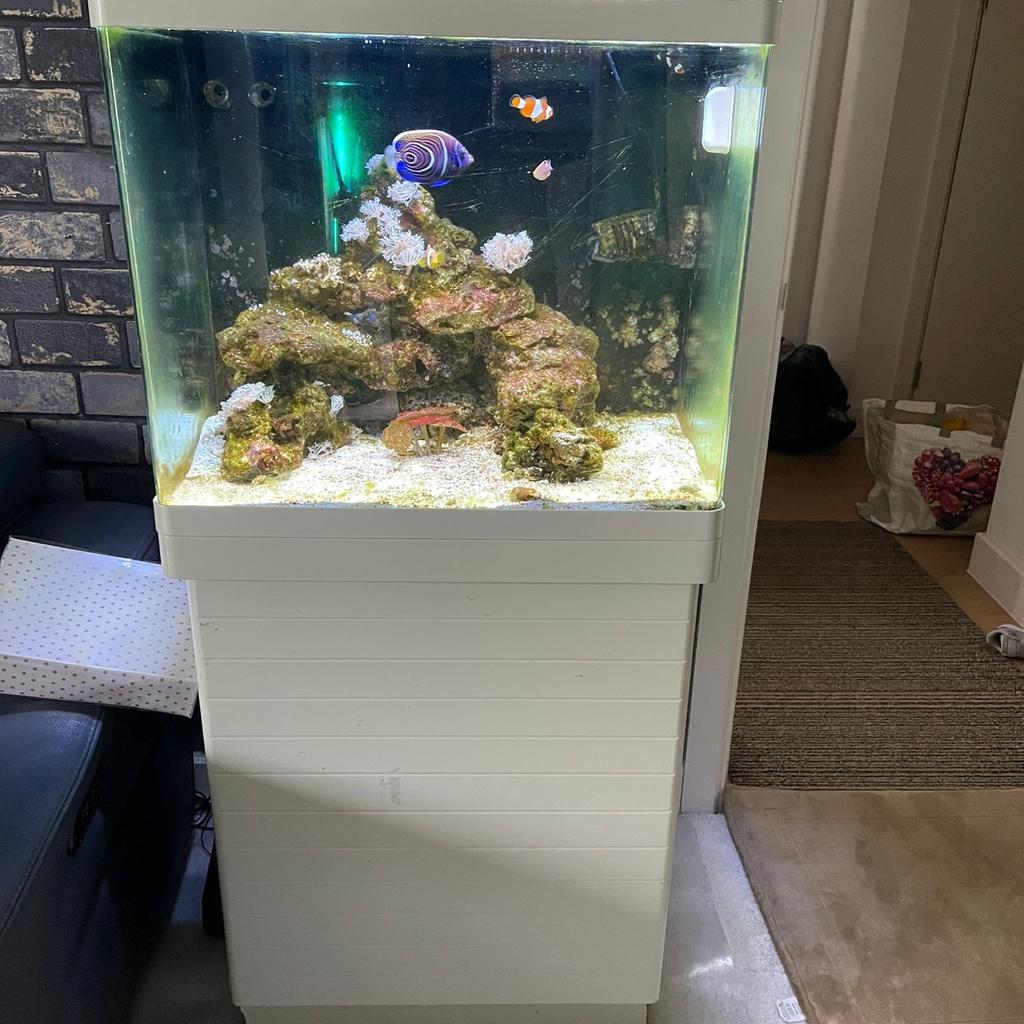 Marine Tank Red Sea 130D Max Full Setup in WD17 Watford für £ 350,00 ...