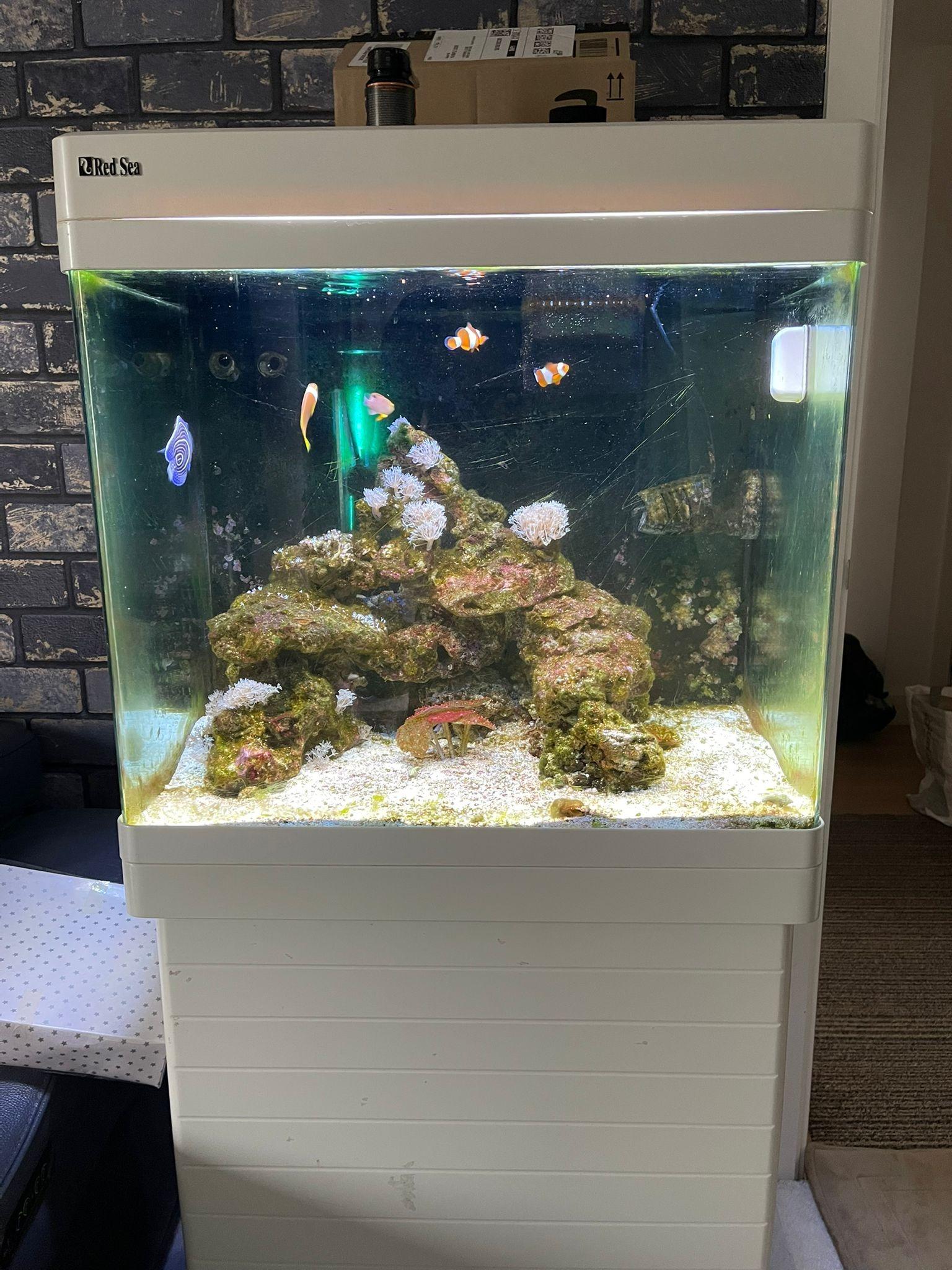 Marine Tank Red Sea 130D Max Full Setup in WD17 Watford für £ 350,00 ...