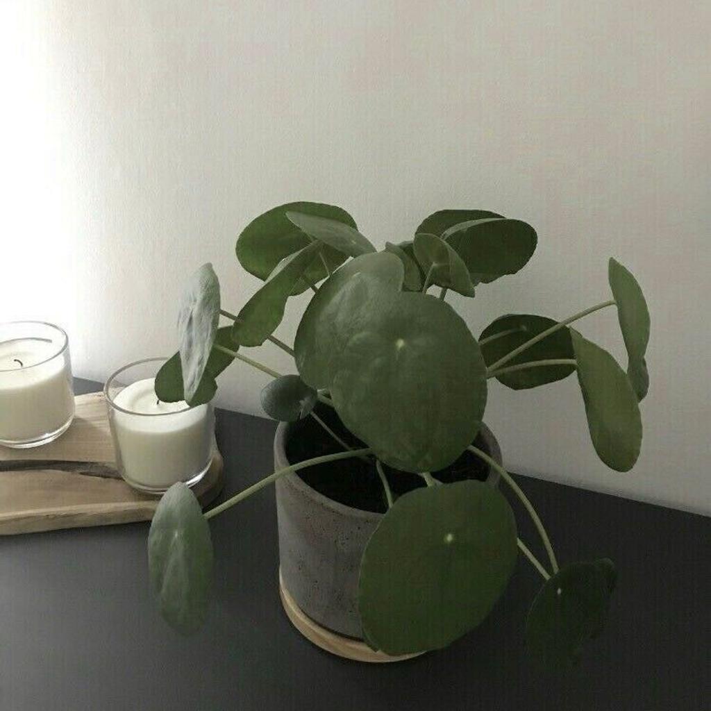 Japanischer Geldbaum Ableger, Pilea in 64646 Heppenheim für 1,00 € zum ...