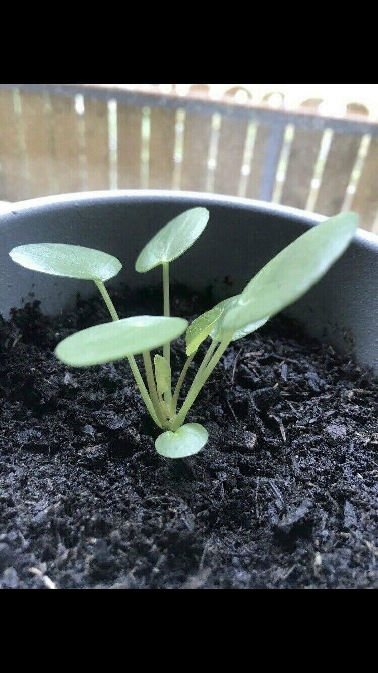 Japanischer Geldbaum Ableger, Pilea in 64646 Heppenheim für 1,00 € zum ...