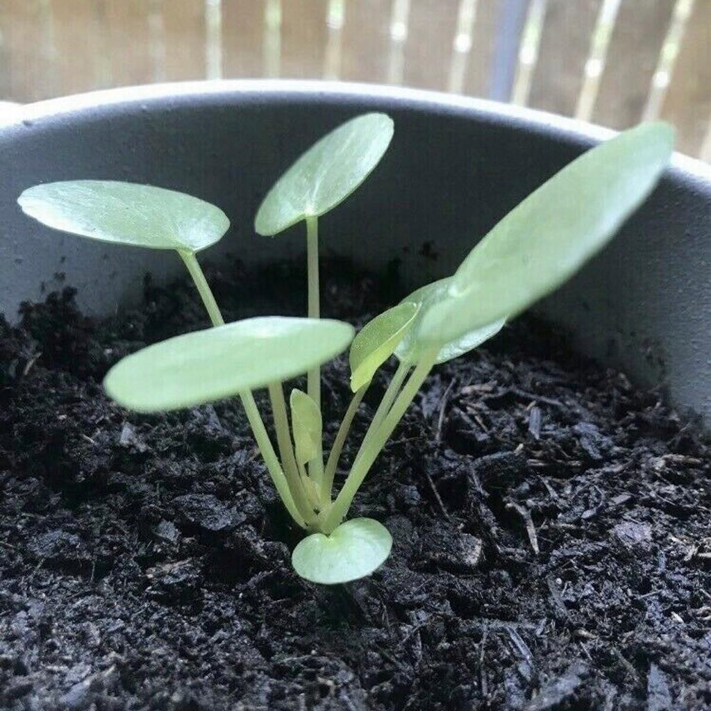 Japanischer Geldbaum Ableger, Pilea in 64646 Heppenheim für 1,00 € zum ...