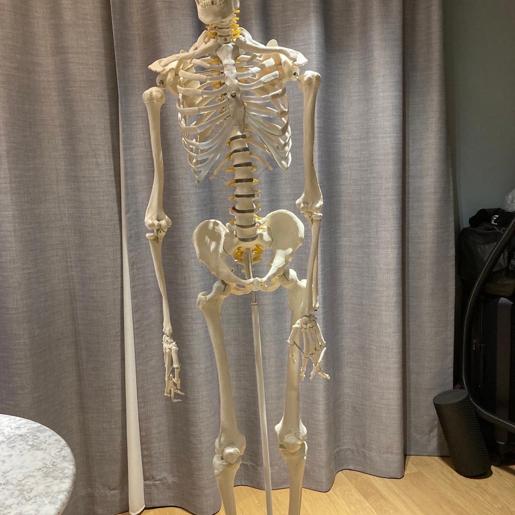 Skelett Anatomie in 81371 München für 50,00 € zum Verkauf | Shpock DE