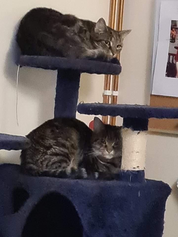 Two female cats both sister in door cats in B33 Birmingham für 30,00 ...
