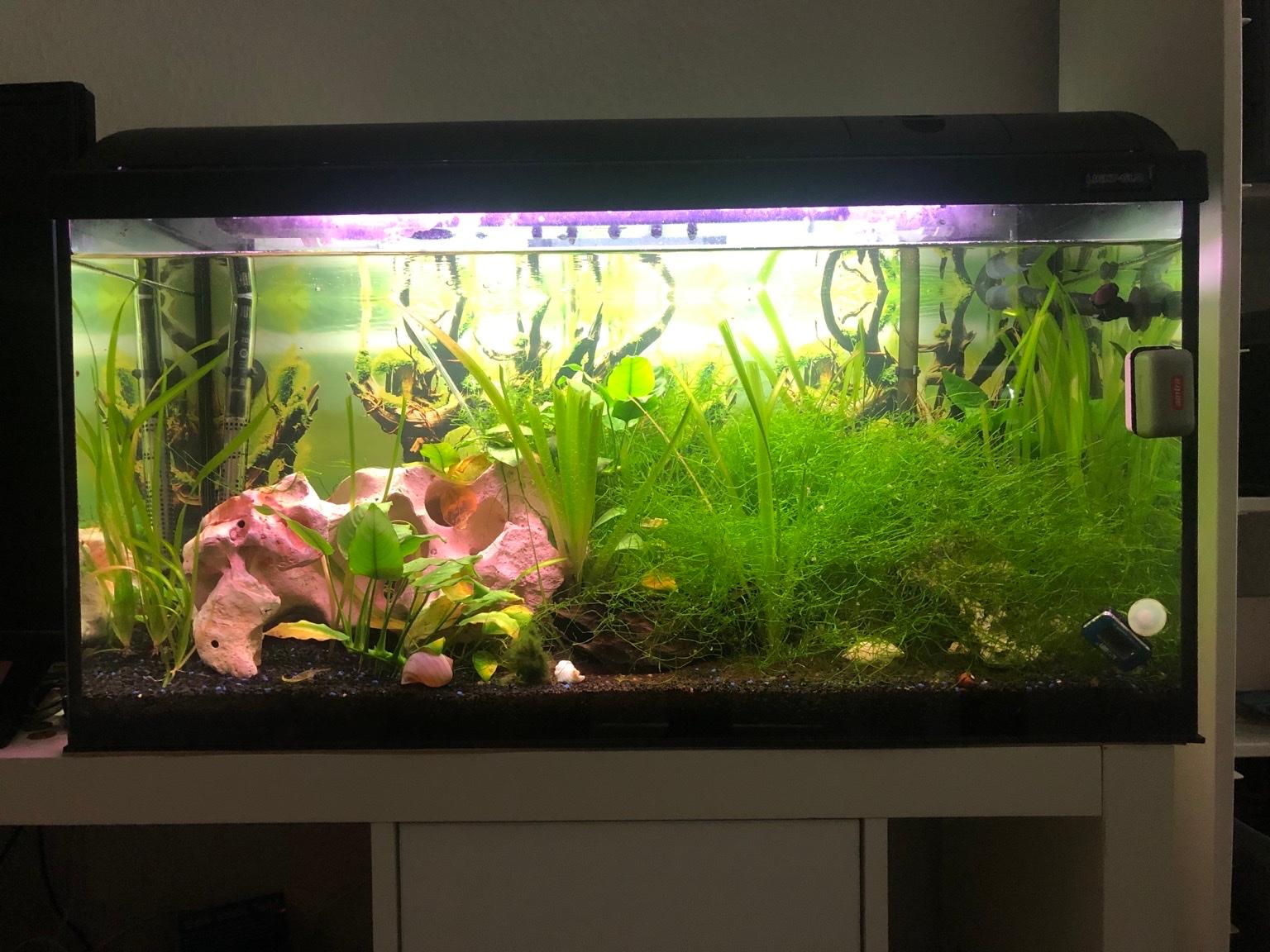 Aquarium 120 Liter Komplettset in 40880 Ratingen für 85,00 € zum ...
