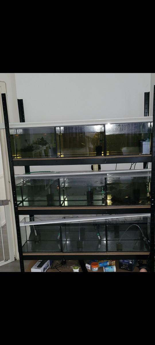 fish racking system tanks in E2 Hamlets für £ 400,00 zum Verkauf ...