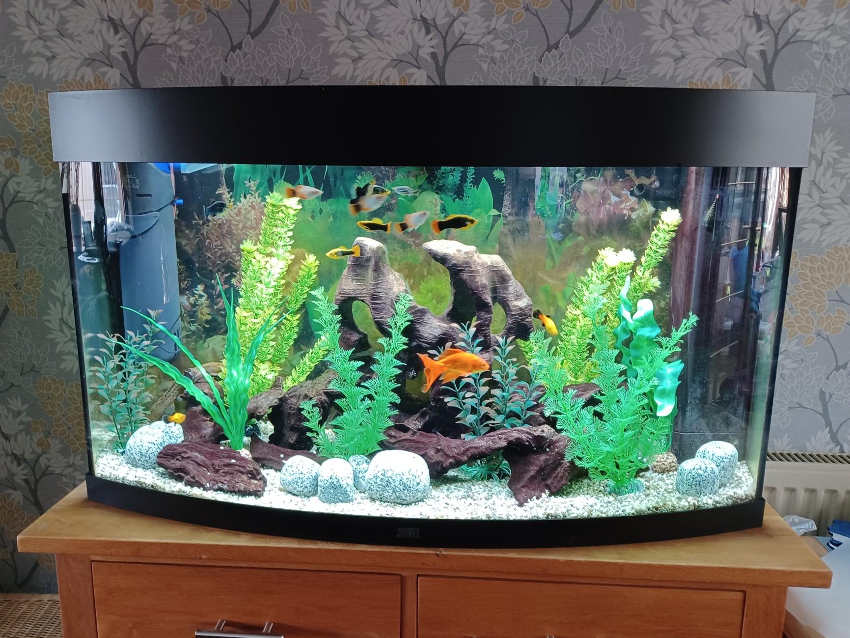 JUWEL VISION 180 BOWED FRONT FISH TANK/GRAVEL in WS4 Walsall for £250. ...