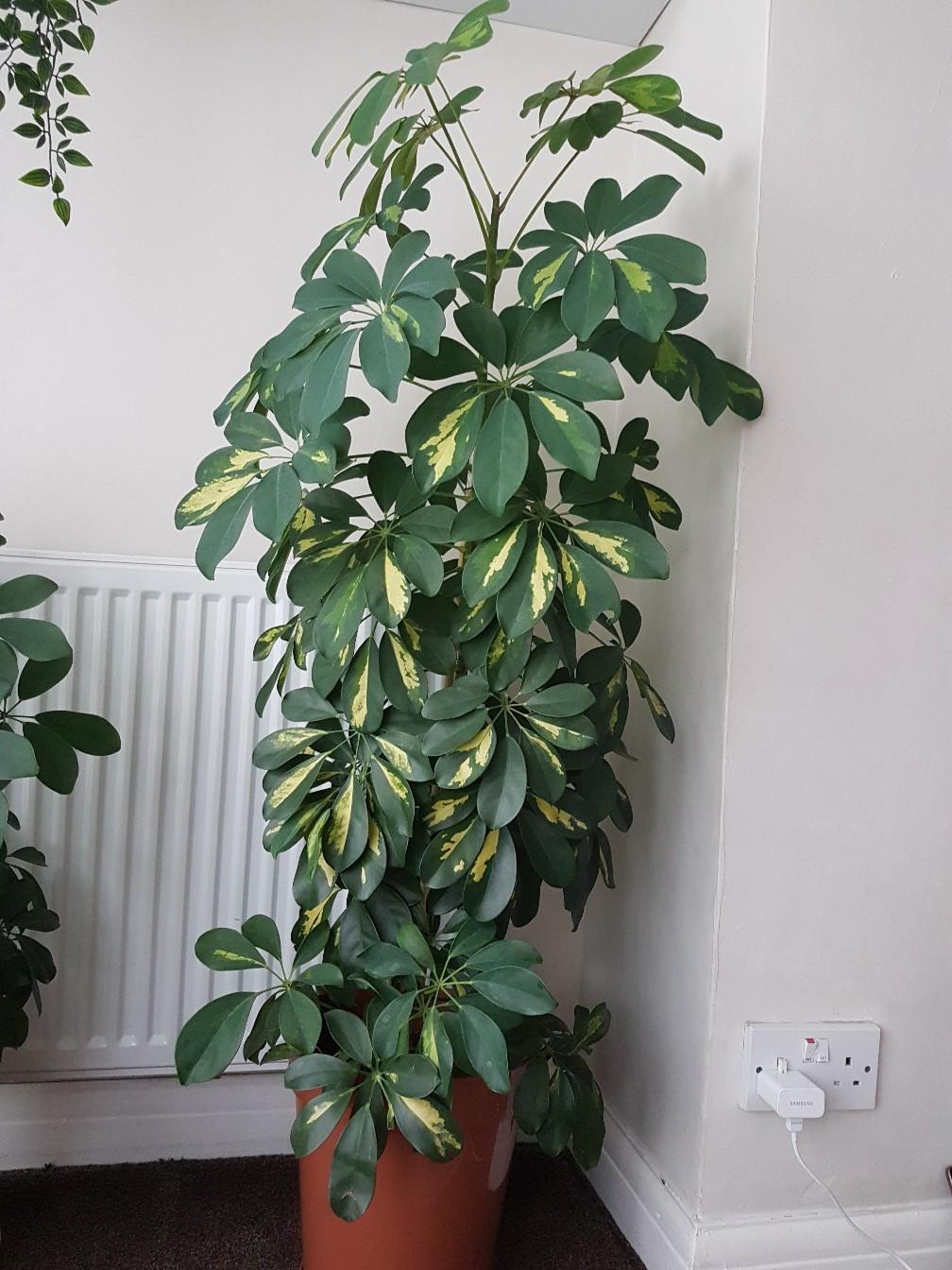 130cm tall plant in B8 Birmingham for £70.00 for sale | Shpock