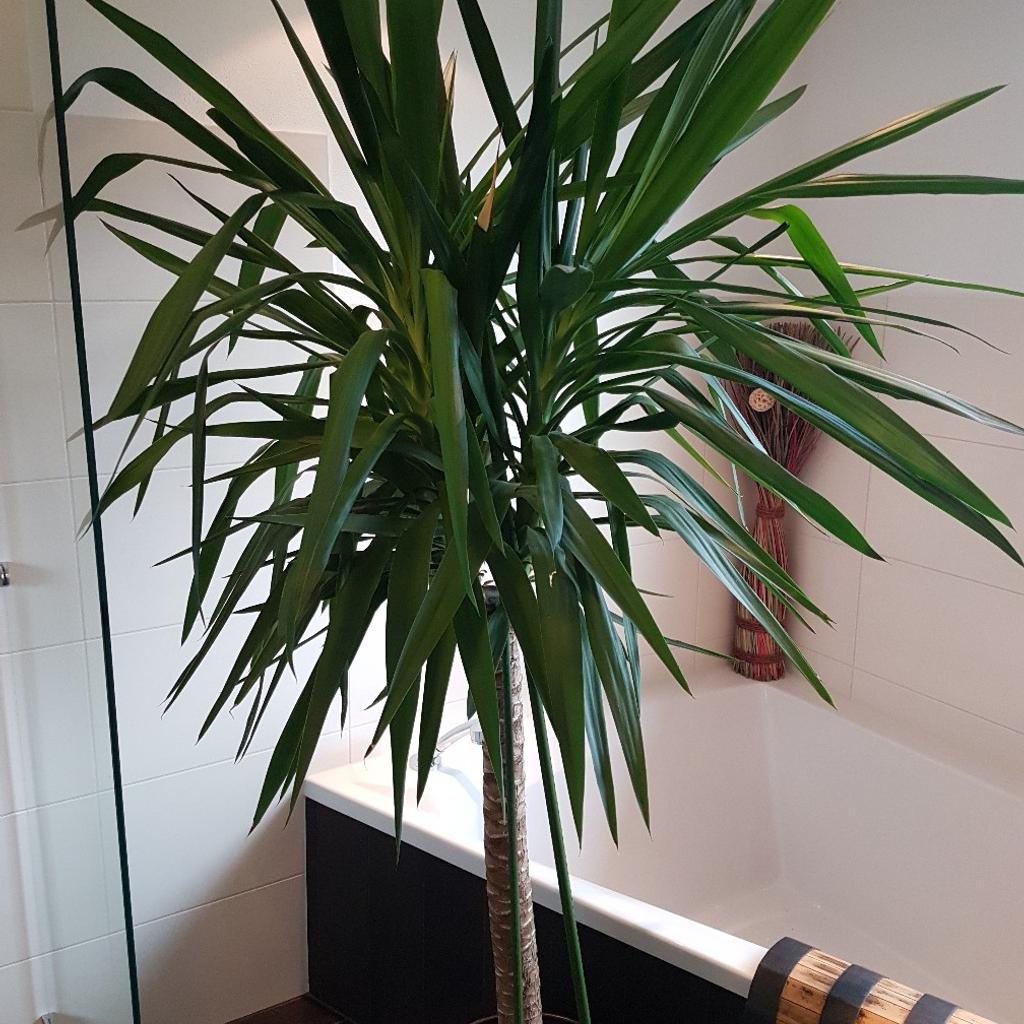 Yucca Palme 2m