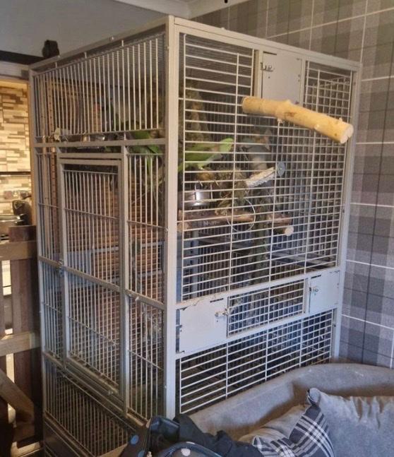 7ft tall x 1 metre square cage in DY4 Sandwell für £ 230,00 zum Verkauf ...