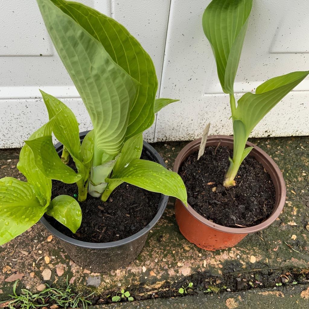 Hosta Royal Standard in B14 Birmingham für £ 3,00 zum Verkauf | Shpock AT