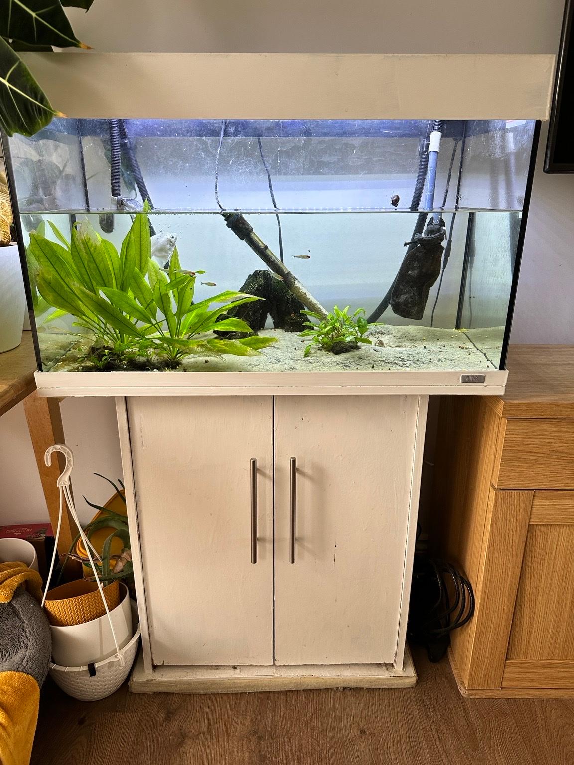 120L aquarium with fish in NE12 Tyneside for £120.00 for sale | Shpock