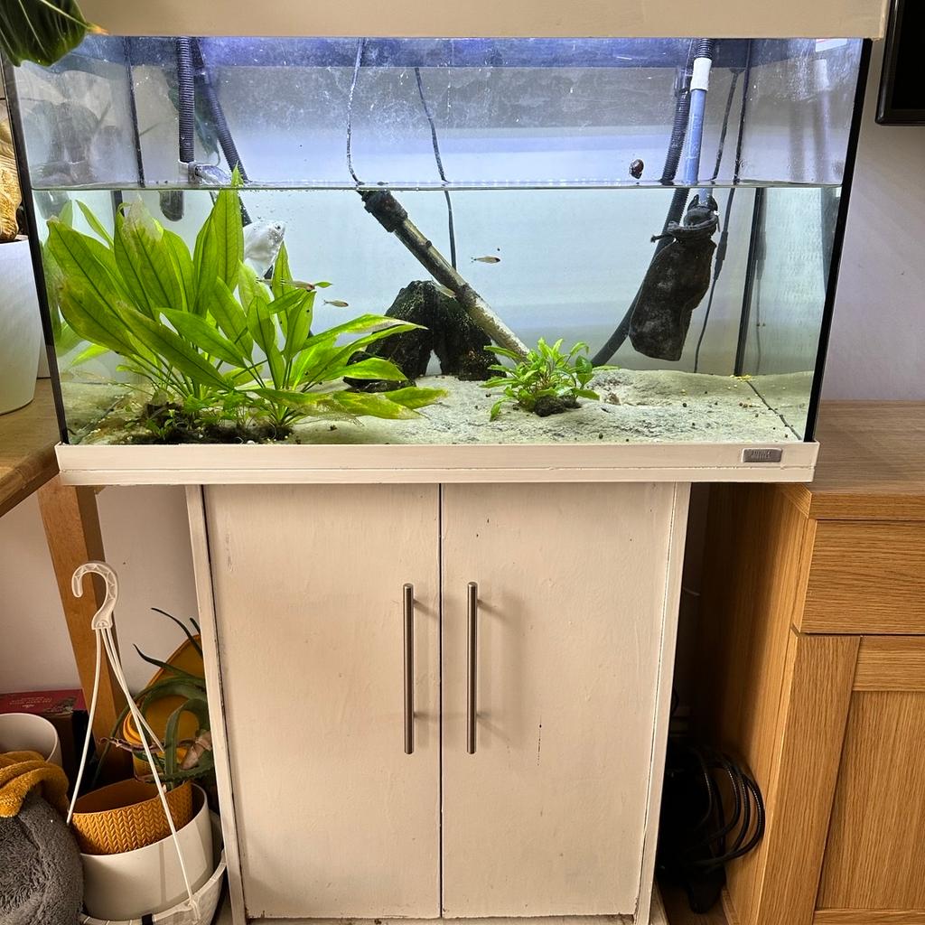 120L aquarium with fish in NE12 Tyneside for £120.00 for sale | Shpock
