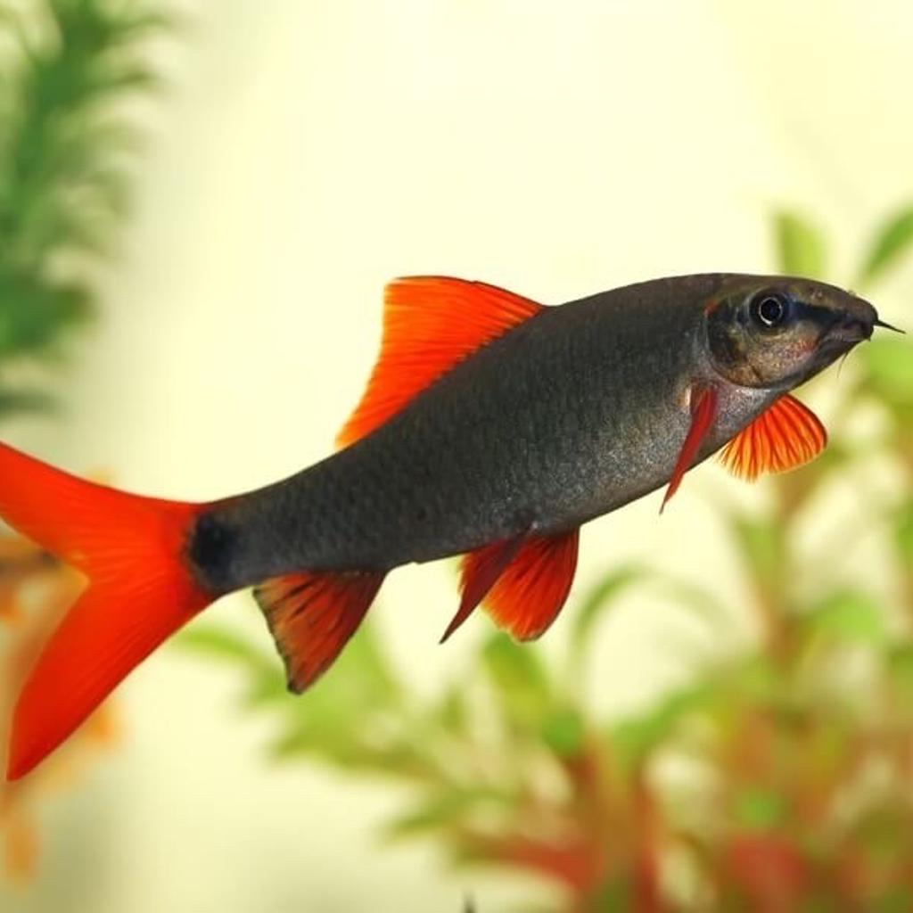 Red tail rainbow shark in SS2-Sea for free for sale | Shpock