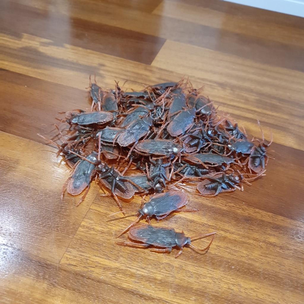 12 large cockroaches 🪳 Halloween in WV3 Wolverhampton für 1,00 £ zum ...