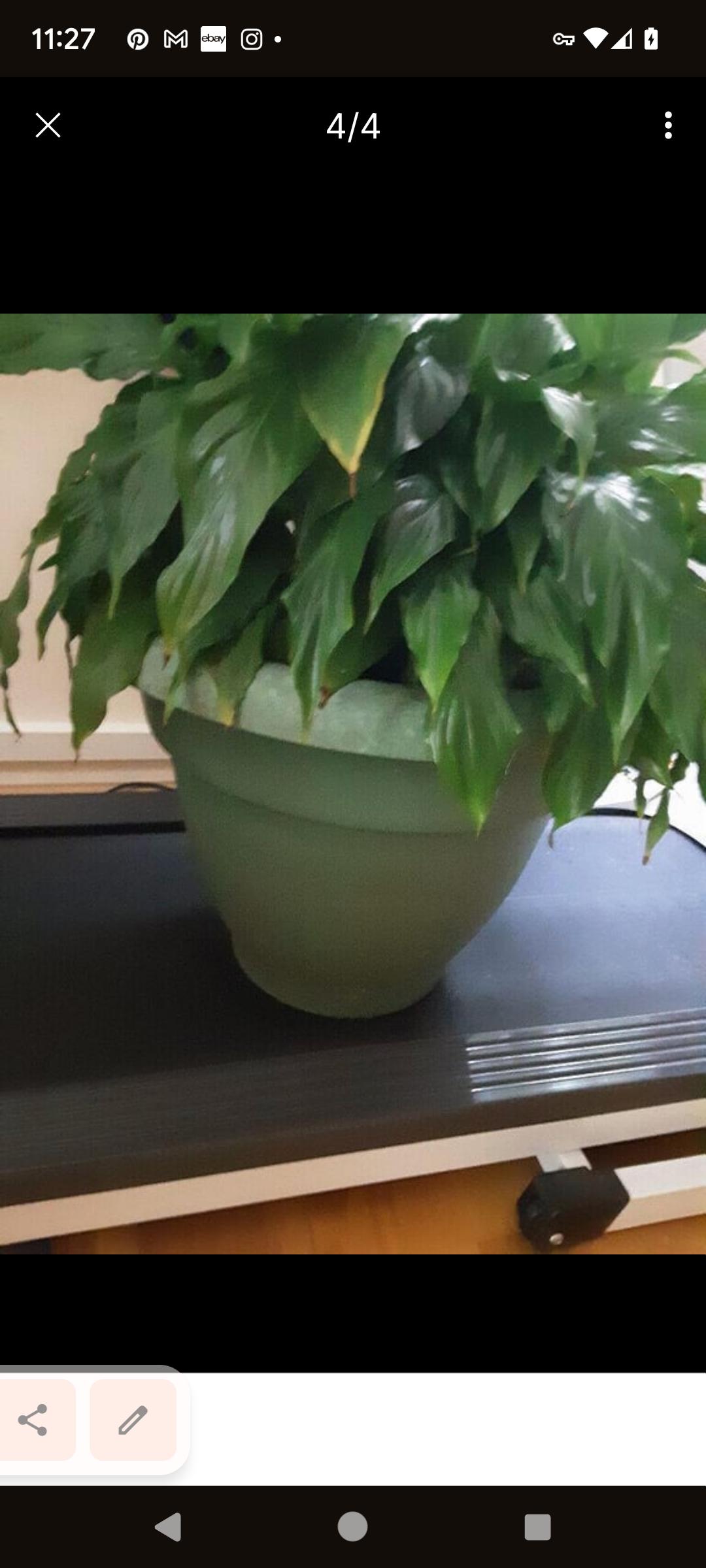 Peace Lily - mature, large indoor plant in B98 Redditch für 7,00 £ zum ...