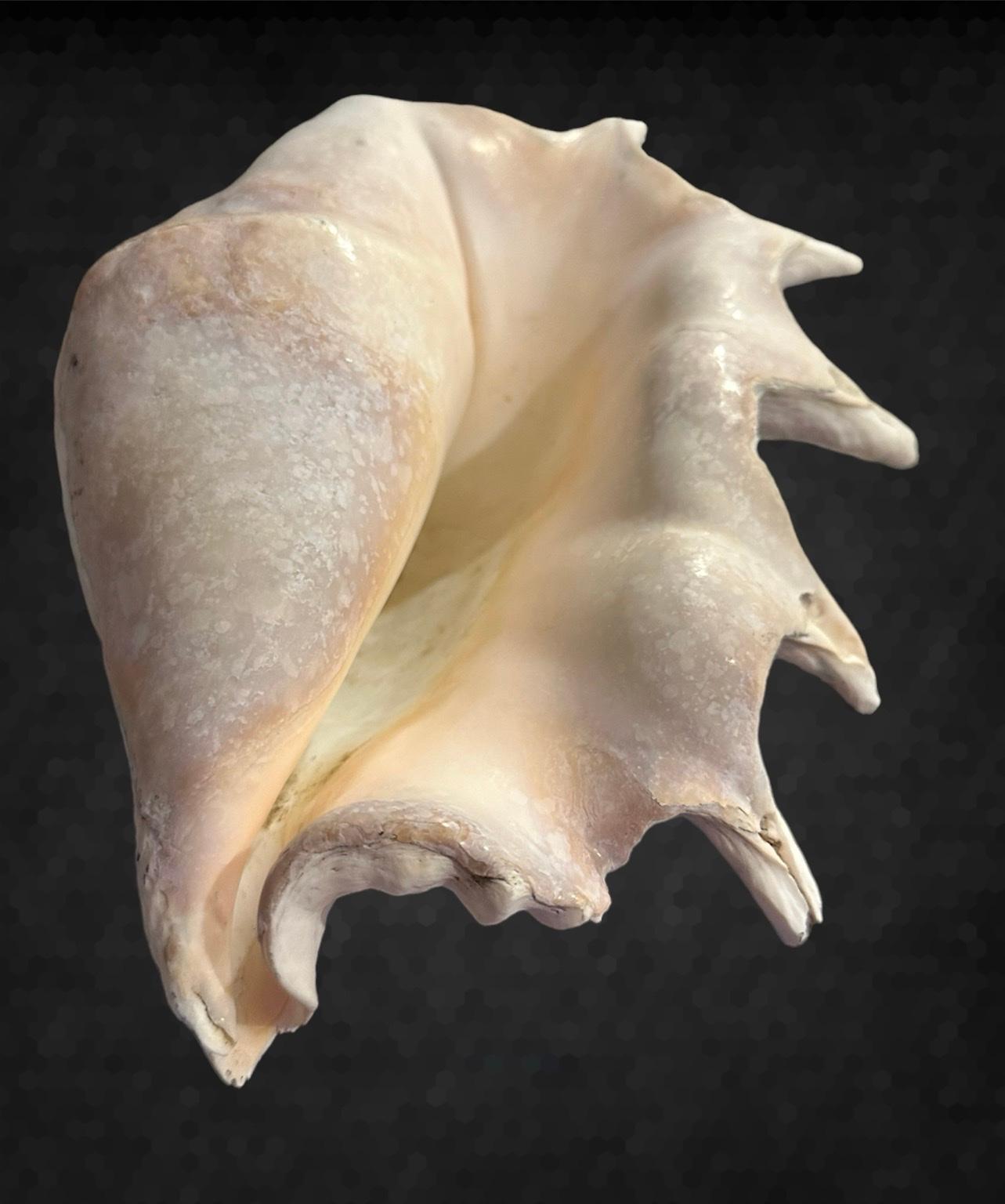 RARE Giant Spider Conch Natural SeaShell in SE11 London for £95.00 for ...